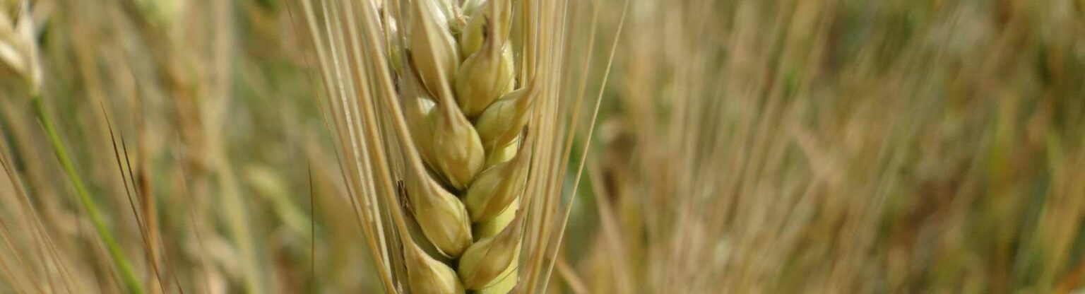 Aviv Barley and the Start of the Biblical Year - ICEJ USA Branch